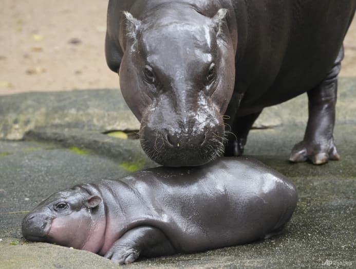 Thailand's baby pygmy hippo Moo Deng's official song Moodeng Moodeng ...