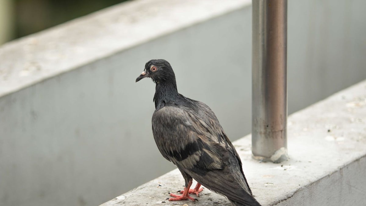 Pigeon management plan to be rolled out in three more town councils - CNA