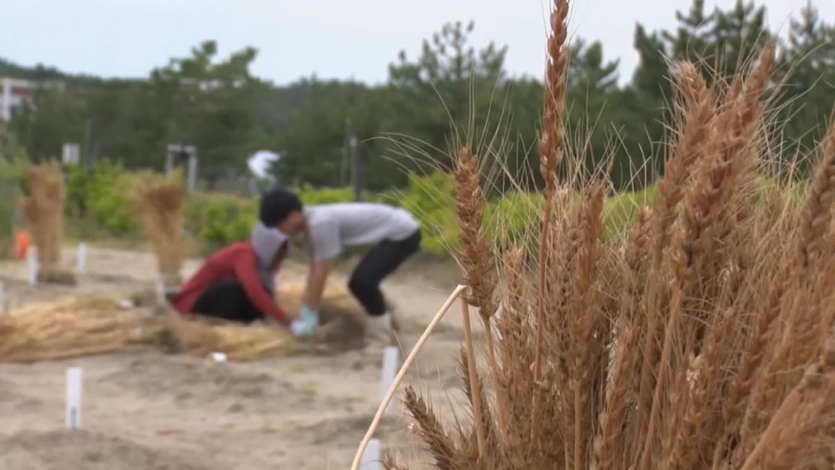 Gaia Series 97: "Miracle Wheat" - Japanese people changing the world - CNA
