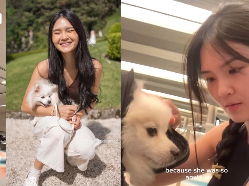 Ex-Mediacorp child actress travels with pet dog on Swiss Air flight for ...