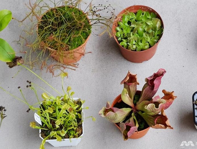 ‘I treat them like pets’: The world of Singapore’s carnivorous plant ...