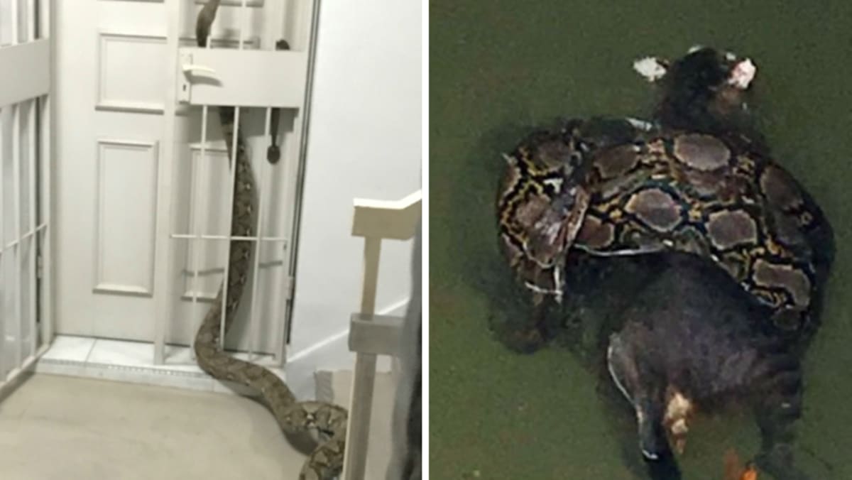 2 public sightings of python daily: Acres - TODAY