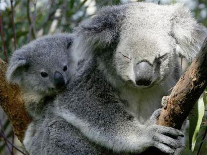 koalas hugging