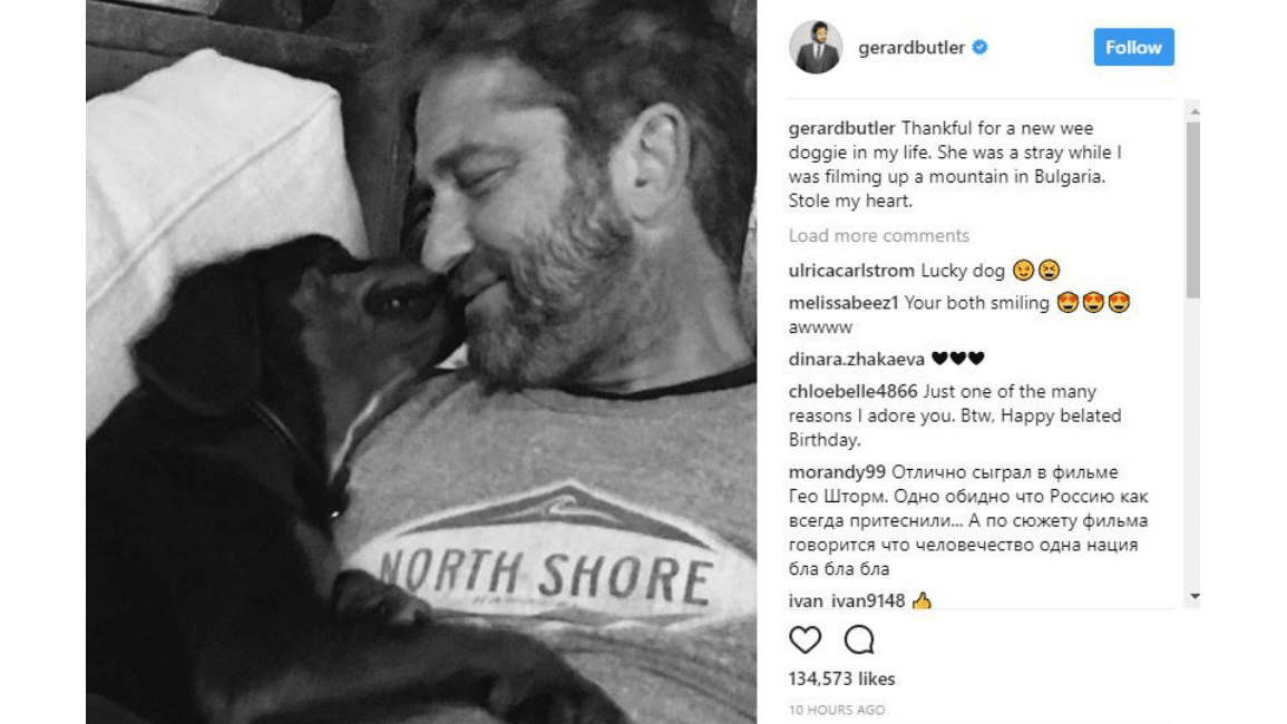 Gerard Butler adopts stray dog - 8days