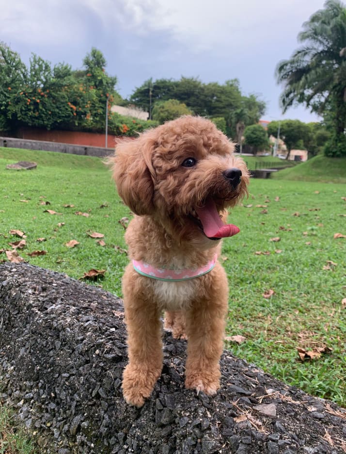 MP Alvin Tan Adopts 10-Mth-Old Maltipoo Given Up By Previous Owners Who ...