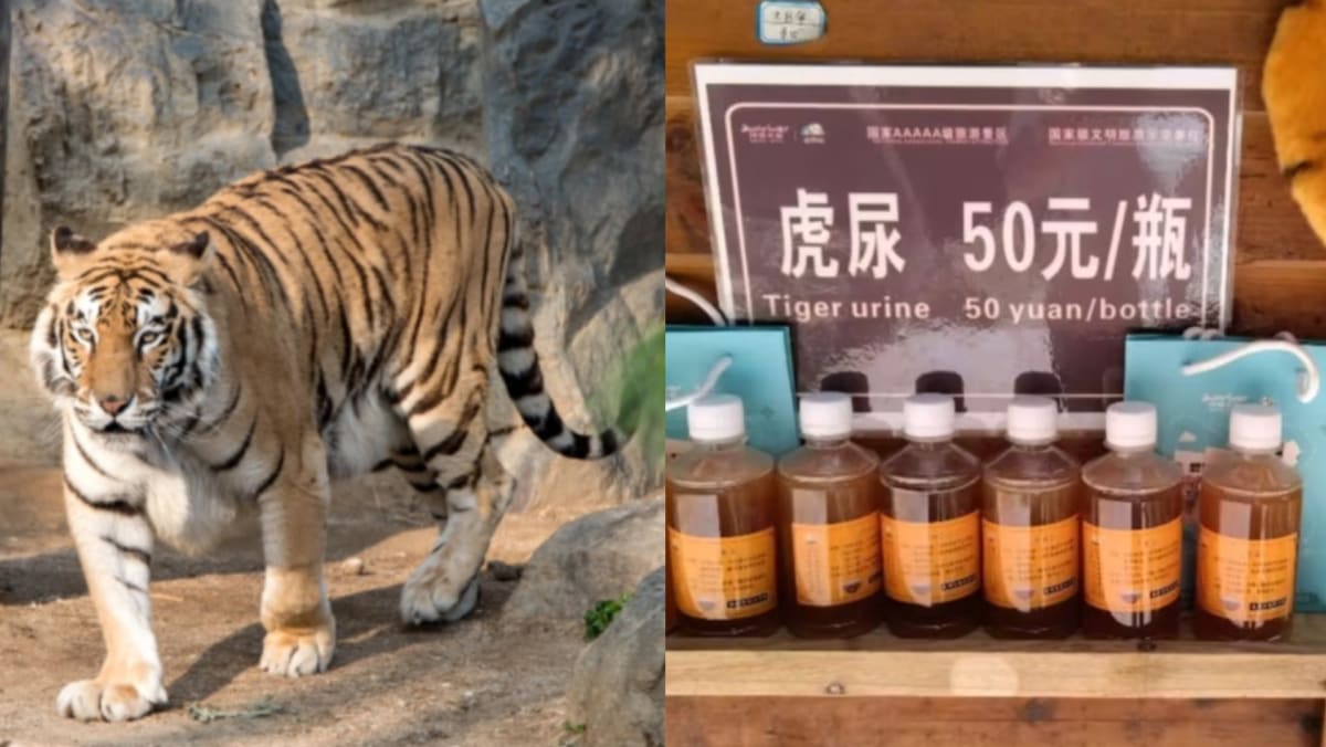 Zoo In China Sells Tiger Urine As Rheumatism Remedy For $9 A Bottle - 8days