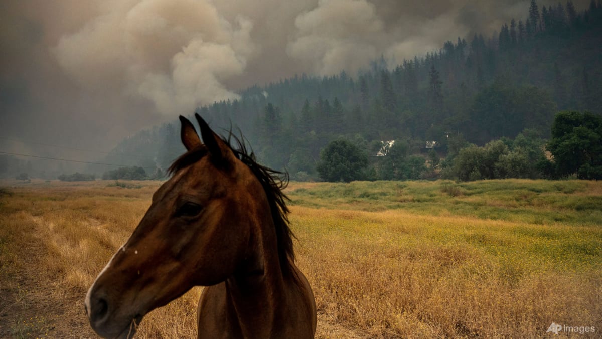 Heat, wind threaten to whip up growing western US wildfires - CNA