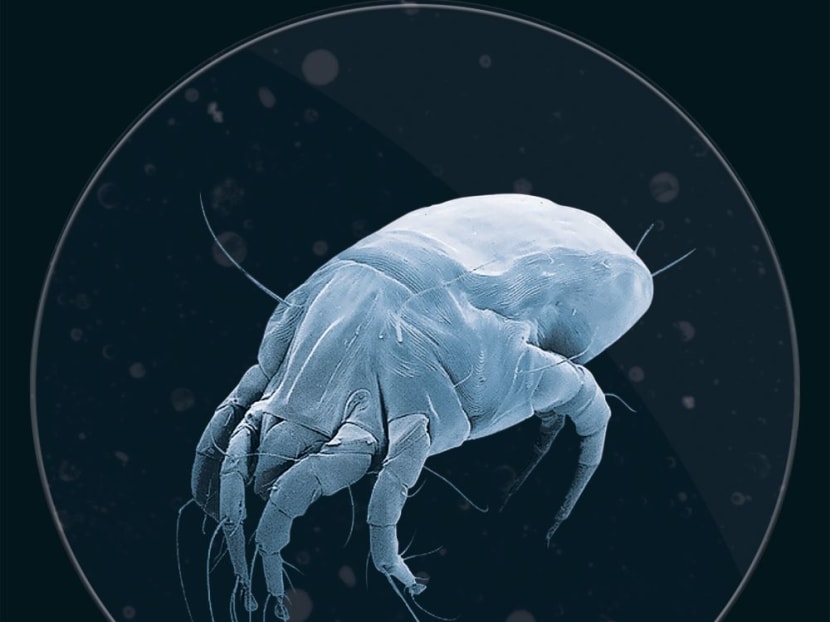 House dust mites go to mattresses in droves: Study - TODAY