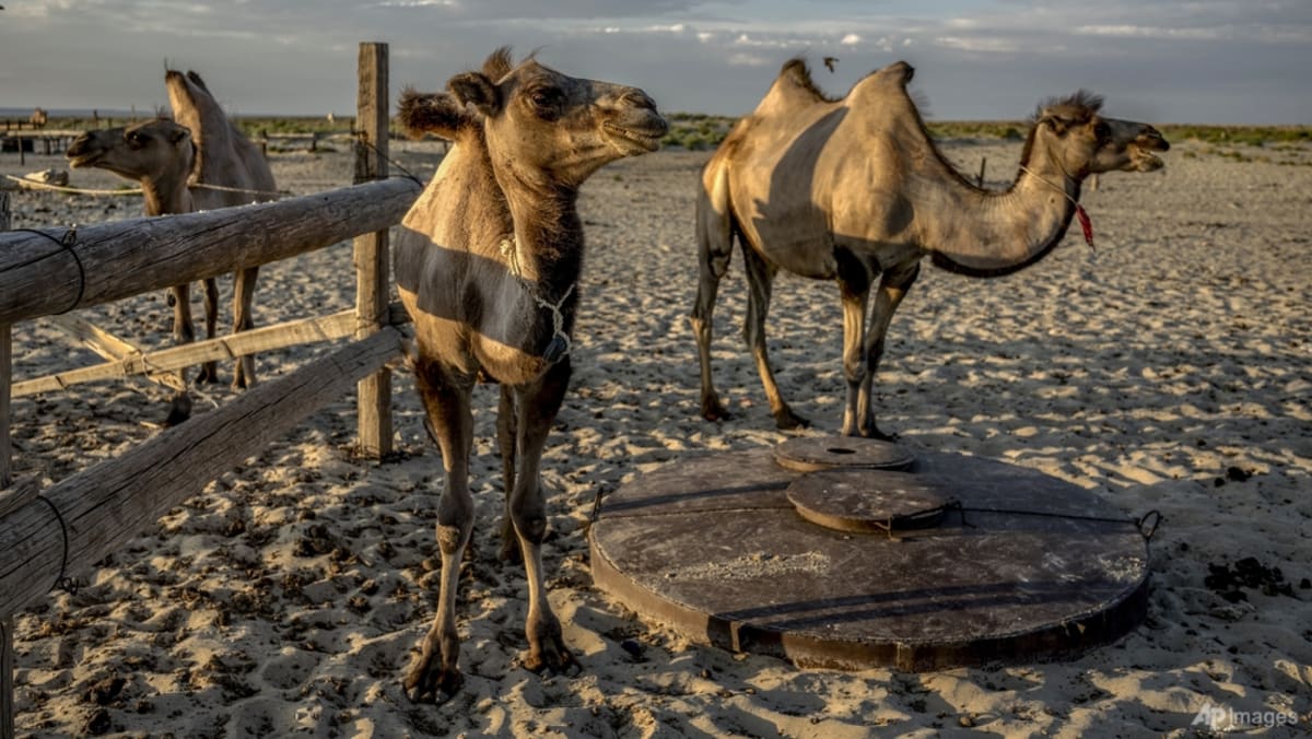 Commentary: Will camels be the next cows in the dairy industry? - CNA