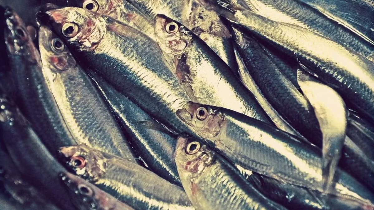 அதிக வெப்பத்தால் மீன் விற்பனையாளர்களுக்குப் பாதிப்பு - Seithi Mediacorp