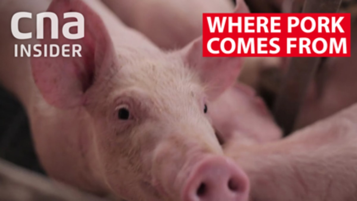 For Food S Sake S2 Where Pork Comes From Malaysia Pig Farm To
