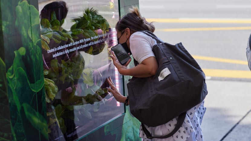 Seven bus stops transformed into urban farms; all vegetables to be ...
