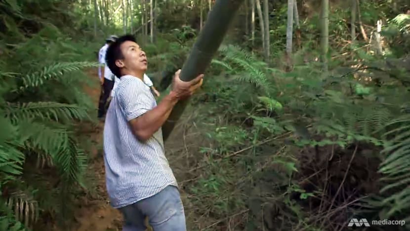 Bamboo rats – eco-friendly answer to growing appetites for meat? - CNA