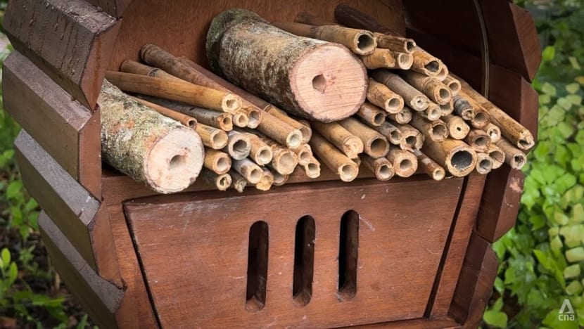 Insect 'hotels' constructed in Mandai to help native species thrive - CNA