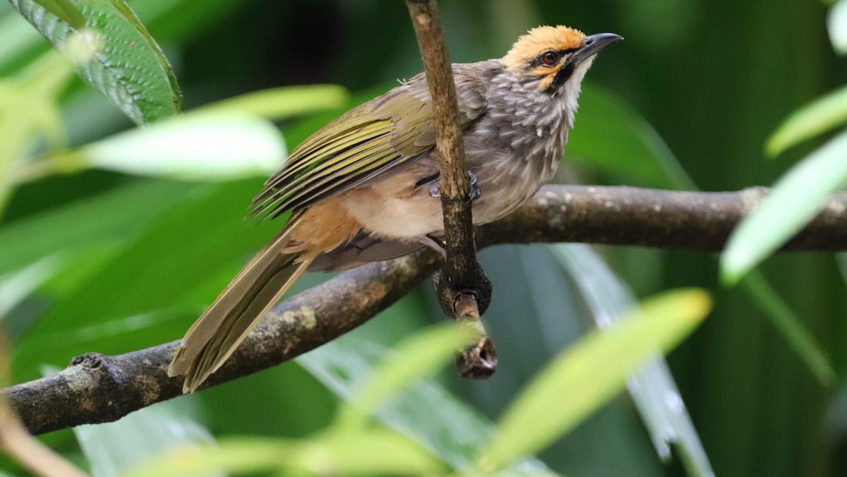 சிங்கப்பூரில் Bulbul பறவைகளைப் பாதுகாக்கும் திட்டம் - Seithi Mediacorp