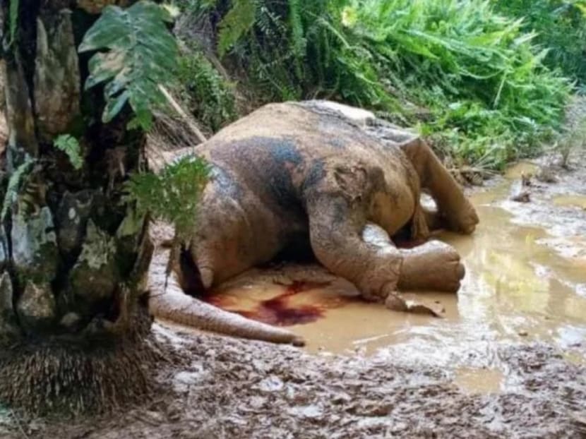 Another pygmy elephant found dead in Sabah, tusks removed - TODAY