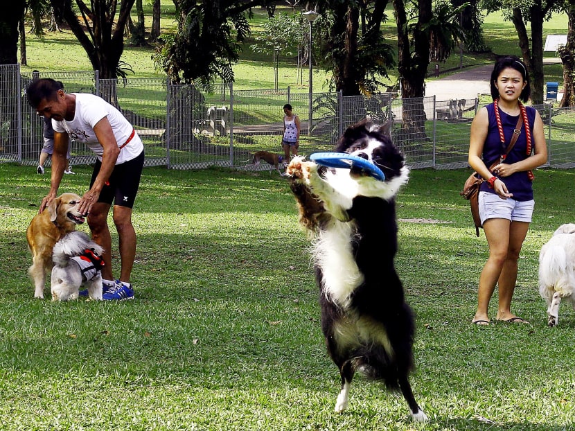 Sembawang lets the dogs out - TODAY