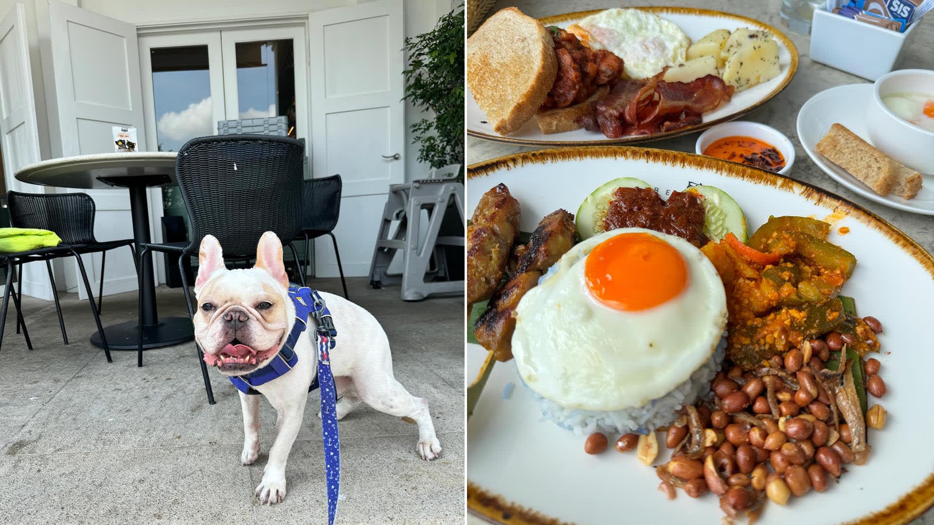 Pet-Friendly Hotel Review: My Dog Checked In To Oasia Resort Sentosa ...