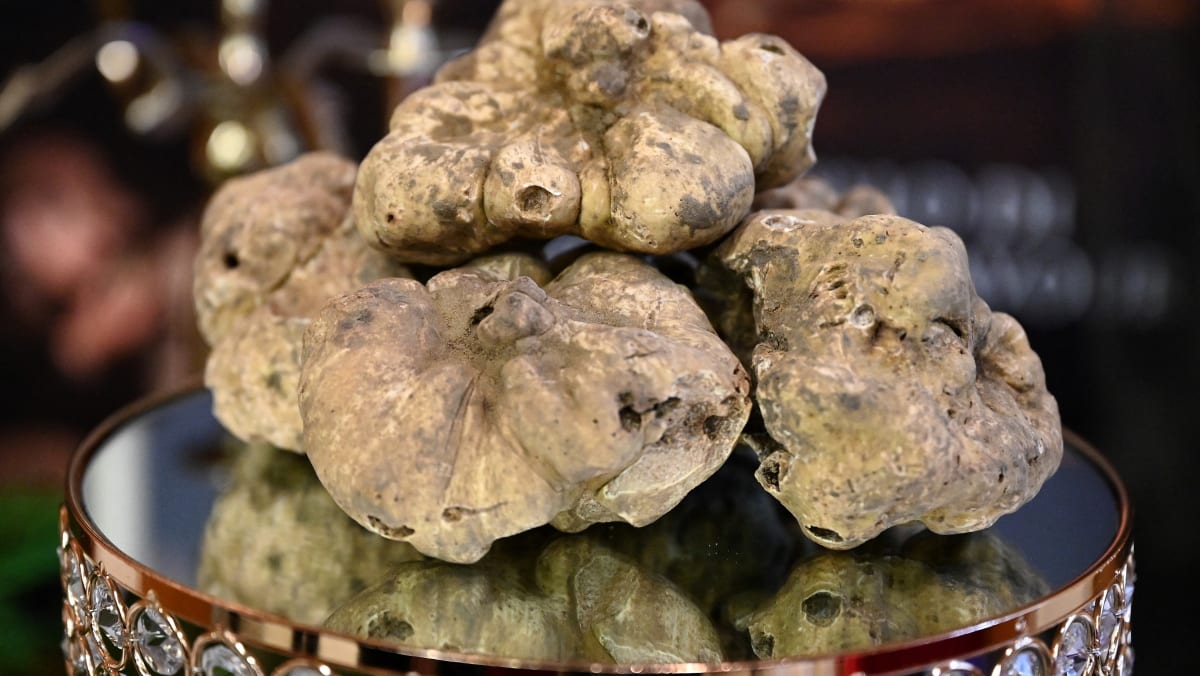 Why are truffles so expensive, and which species is the best? - TODAY