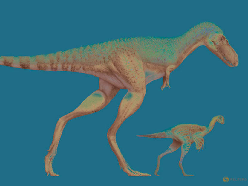 Fossils show dismembered young dinosaurs in belly of T. rex cousin - TODAY