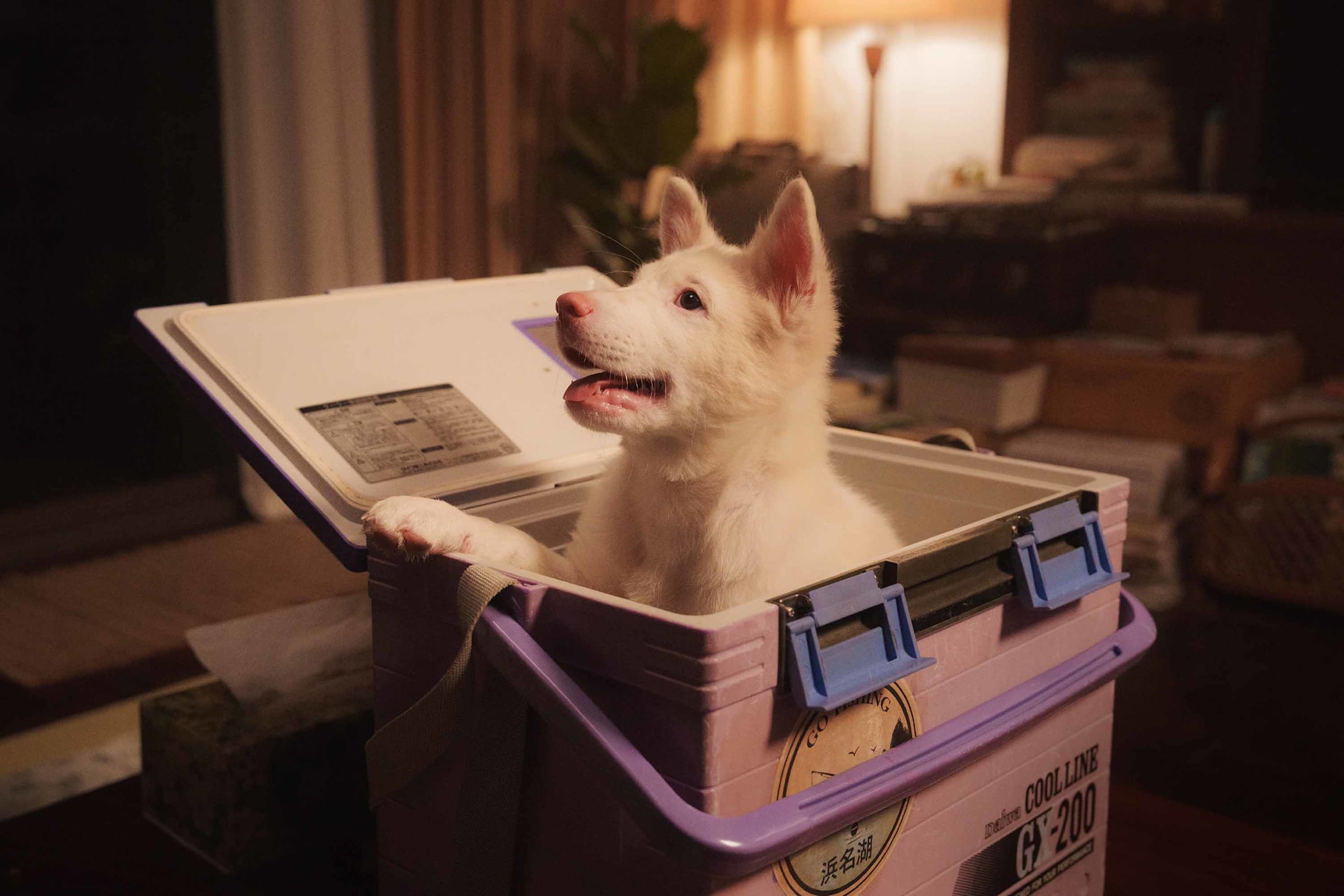 Gohan Review: Bring Tissues For This Heartwarming Thai Drama About A ...