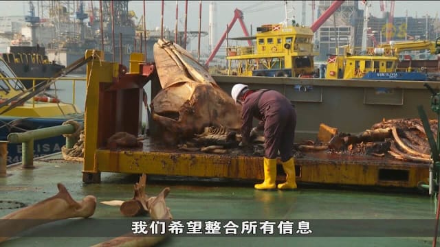 我国水域发现须鲸遗骸 相信因跟船只相撞而死 - 8world