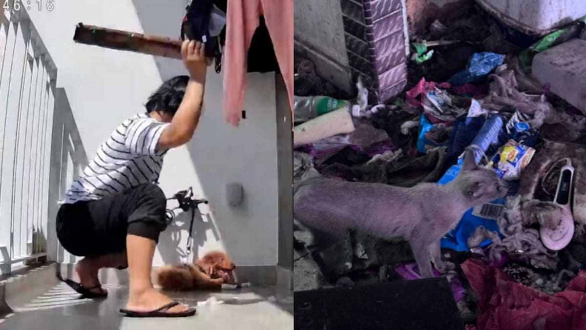 Animal cruelty and welfare cases in Singapore hit 12-year high: SPCA - CNA
