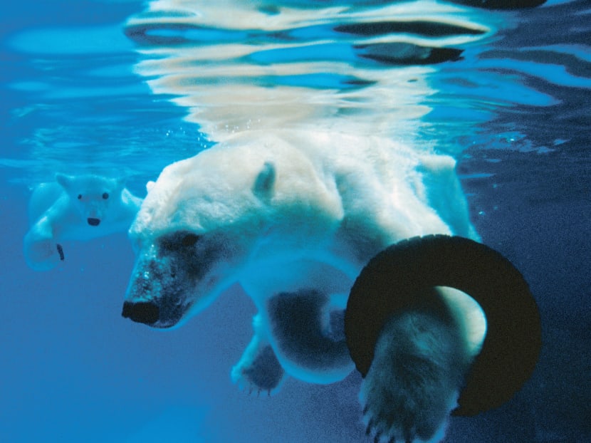 Inuka's skeletal remains to be preserved for education purposes - TODAY