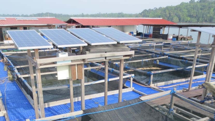 IN FOCUS: As aquaculture booms, what role can small fish farms play in ...