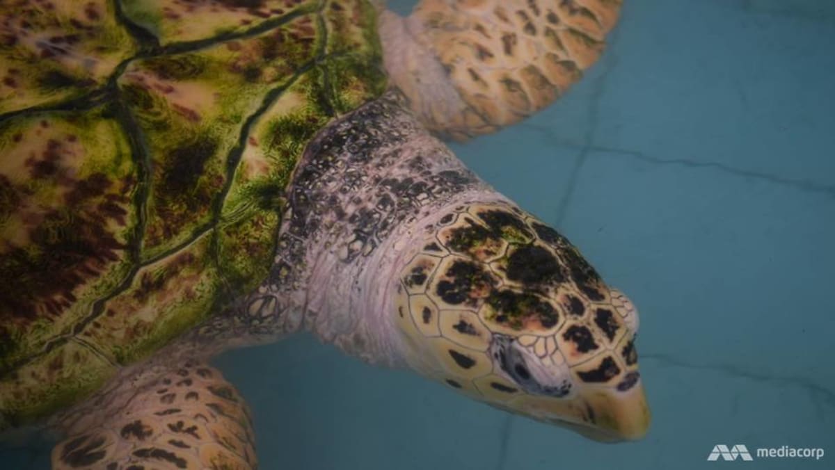 hawksbill turtle wwf