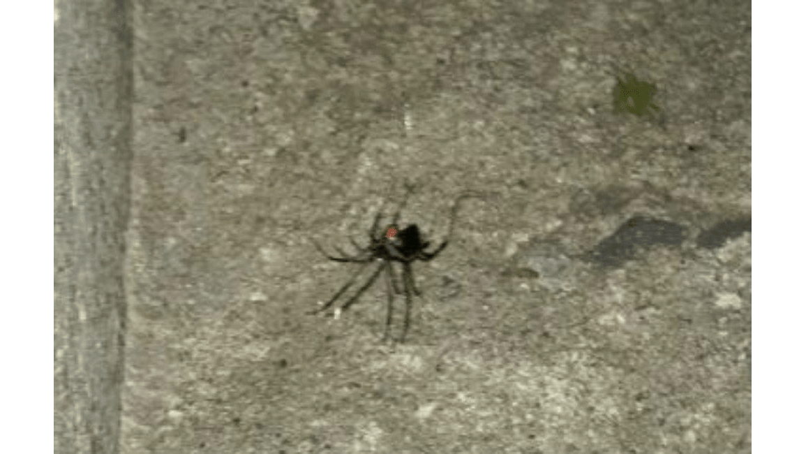 Ruby Rose's house invaded by venomous spiders - 8days