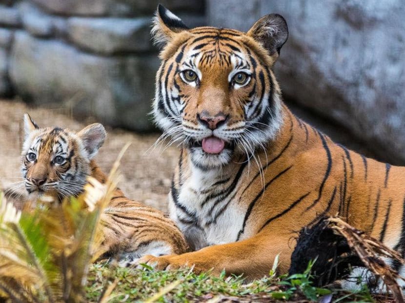 malayan tiger conservation status