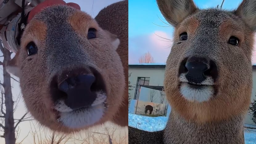 Deer With Cute Capybara-Like Face Becomes Viral Sensation In China - 8days