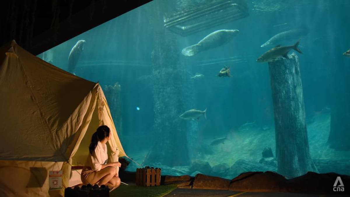 manatee sleeping time