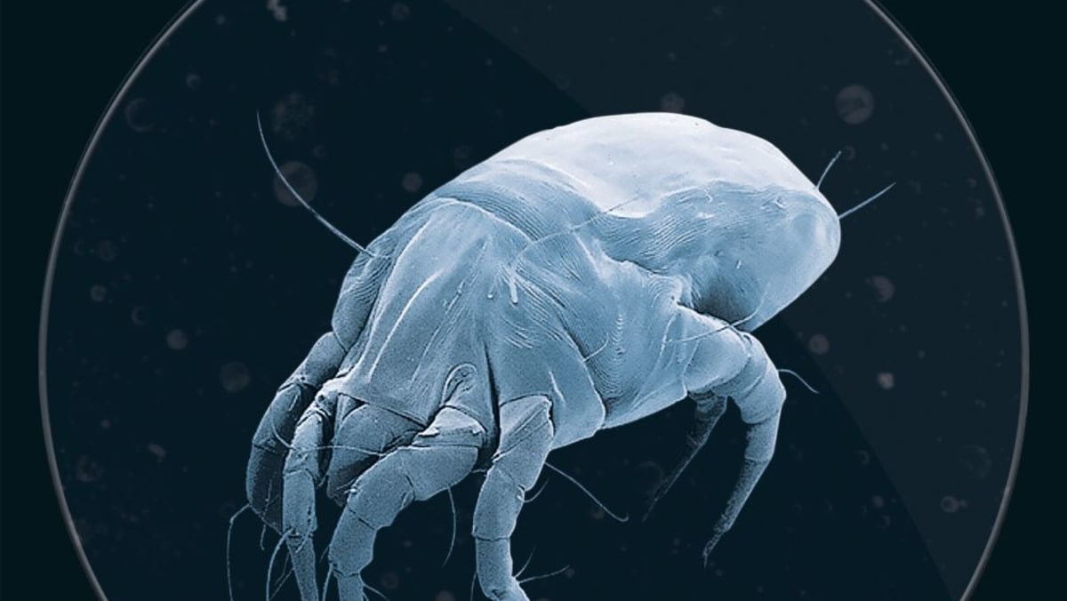 dust mite electron microscope