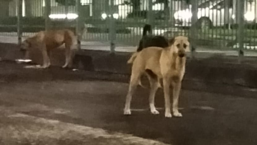 'We're exhausted': Cat feeders hope more can be done to stop stray dog ...