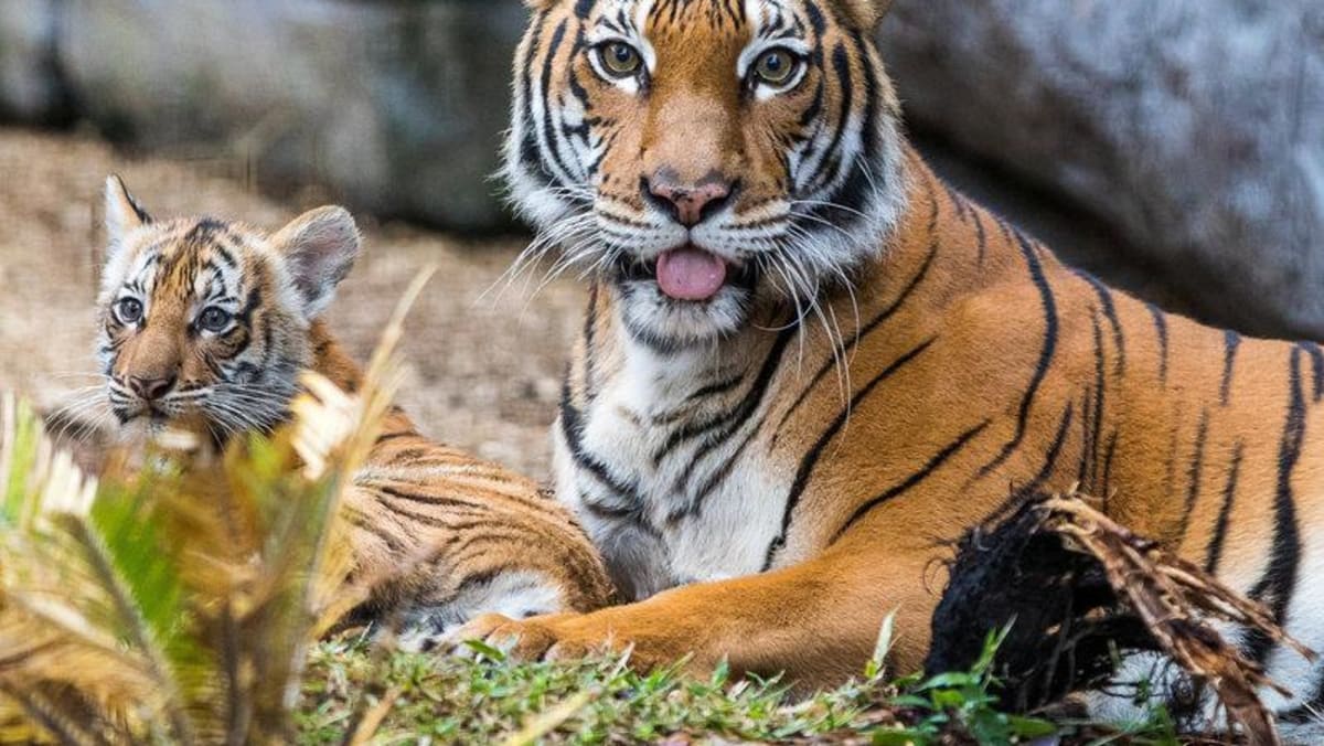 malayan tiger