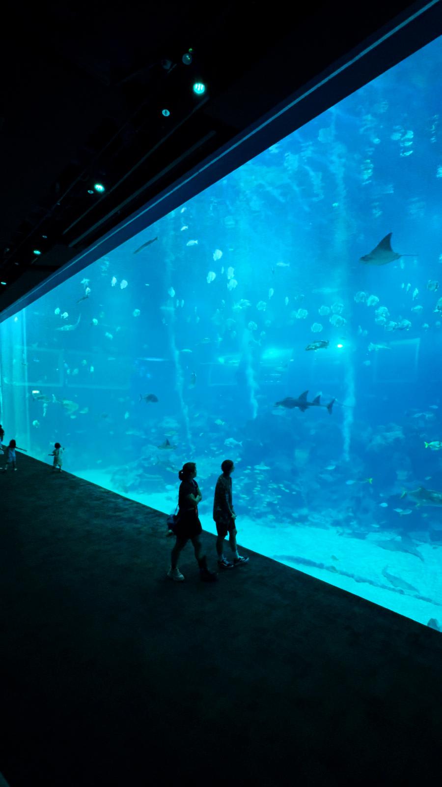 First look at Singapore Oceanarium - CNA