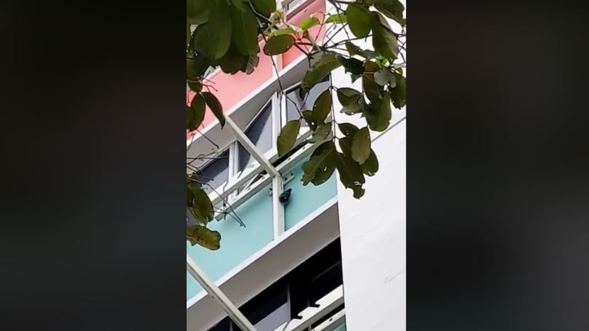 Mynah hanging from laundry pole: Authorities looking into incident ...