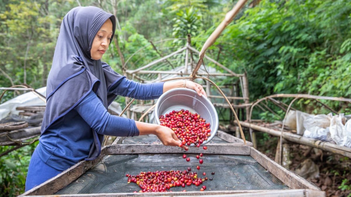 From beans to business: How one Indonesian coffee farmer changed her future