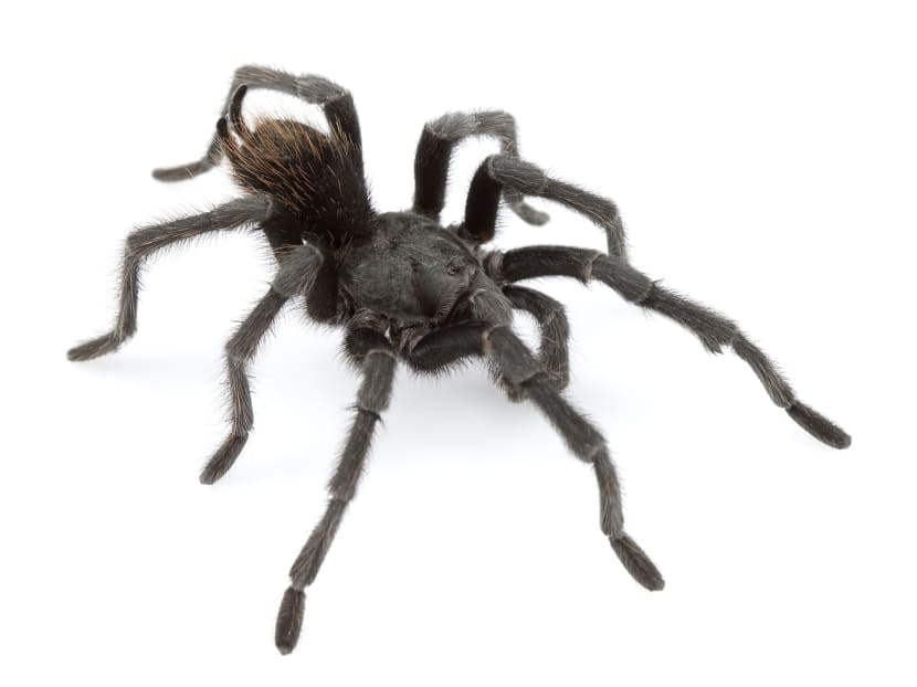 New tarantula is named after music legend Johnny Cash - TODAY