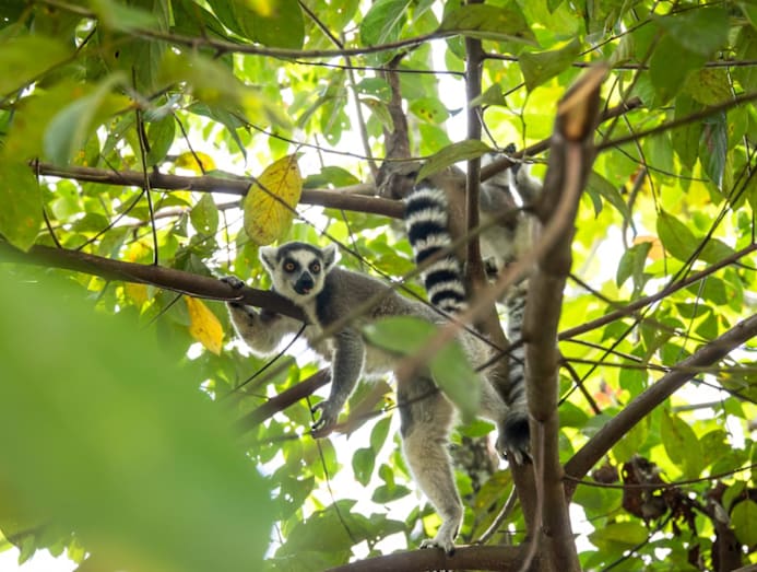 Rainforest Wild Adventure East officially opens, completing Mandai ...