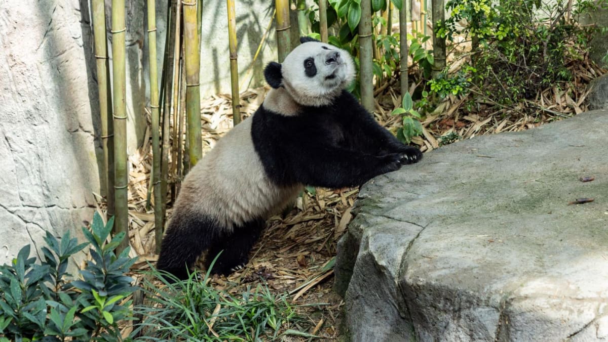 ‘Very Important Panda’ Le Le will get first class treatment from SIA on ...