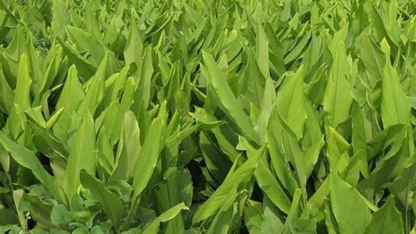 Ini 10 jenis ulam popular & khasiatnya, yang mana satu pilihan anda ...