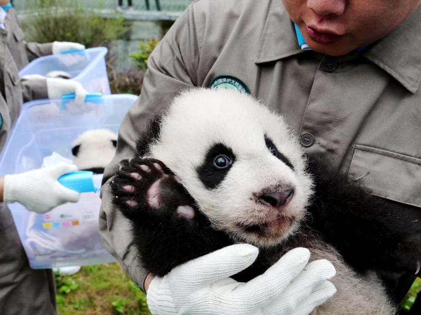 How the panda became China’s diplomatic weapon of choice - TODAY