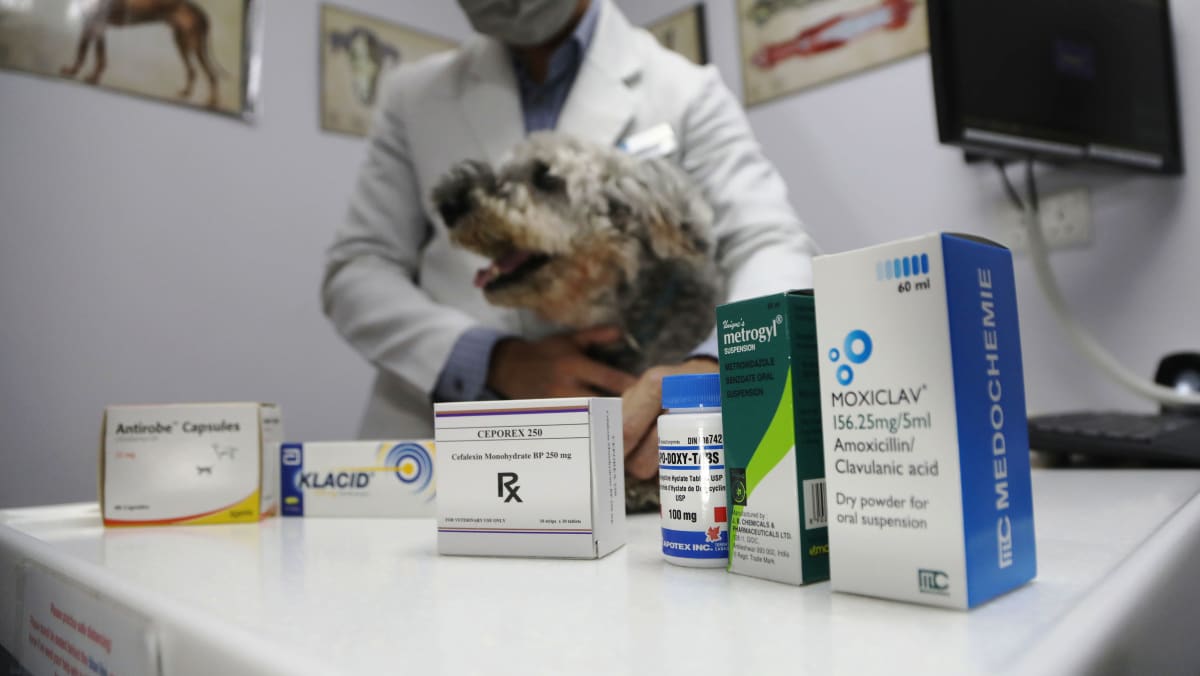 Vets in Singapore get guidelines on proper drug use to tackle ...