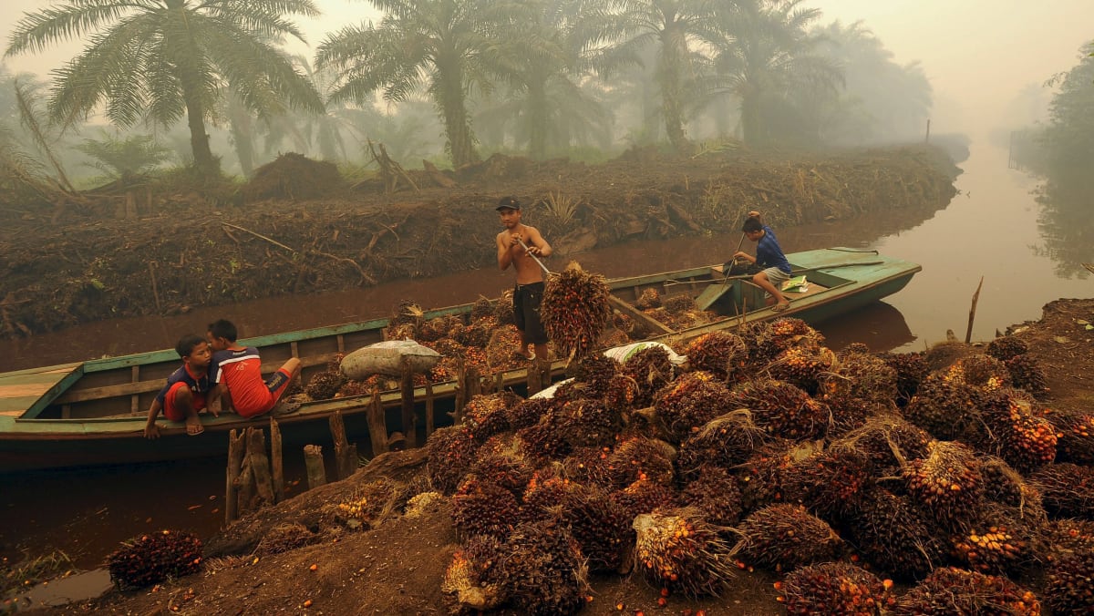 Bugs lose their stick as El Nino dries out palm oil plantations - TODAY