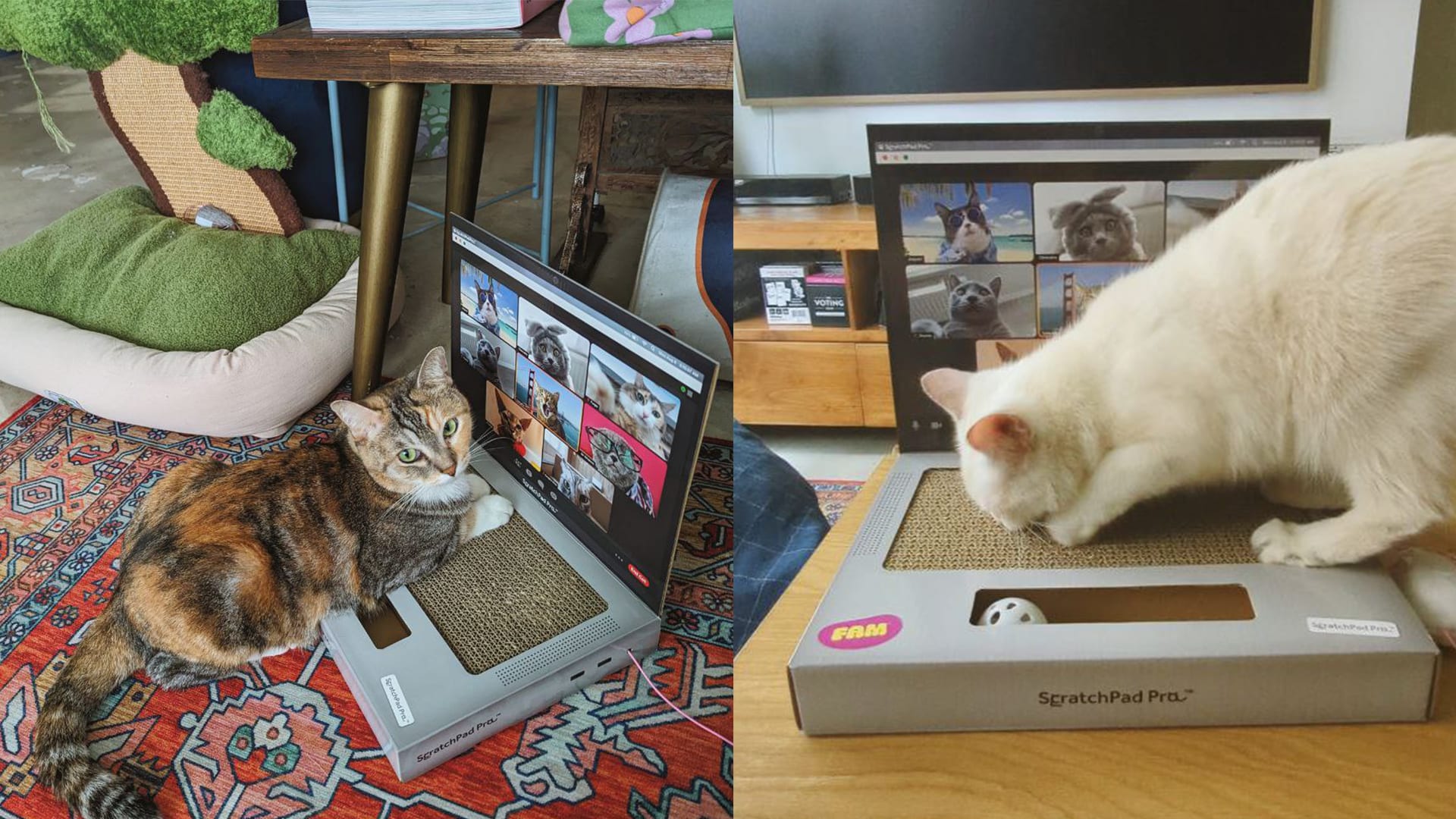 This Laptop For Cats Went Viral, So I Got My Cats To Test Out The ...