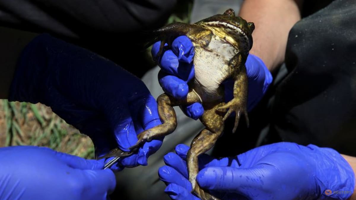 Chile's giant 'living fossil' frog faces threat from climate change and ...