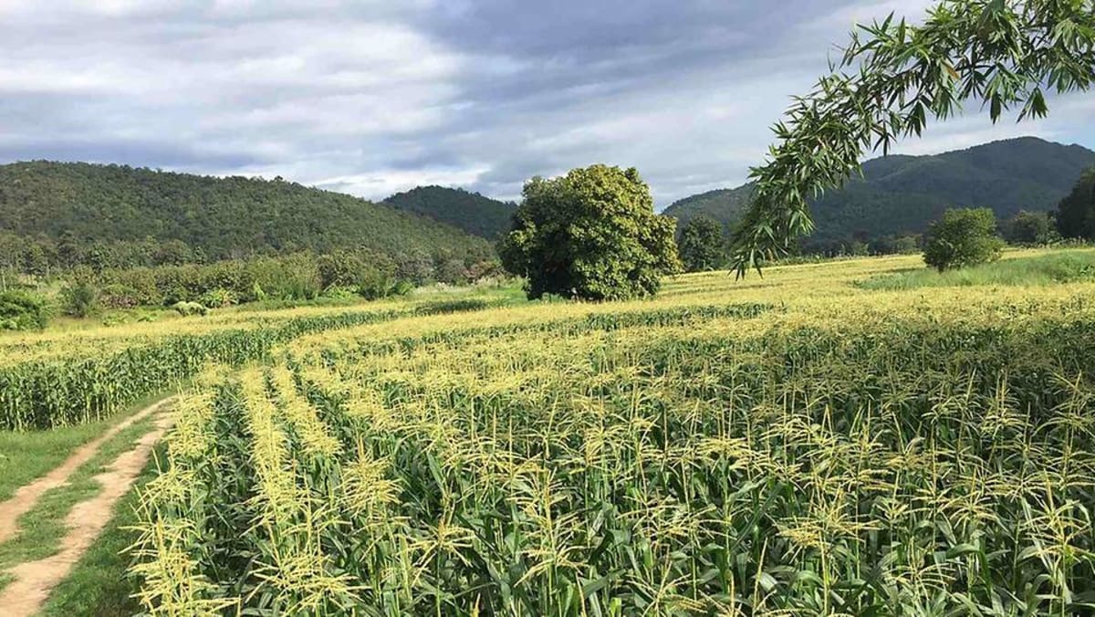 Banyan Tree opens organic farm in Thailand with Michelin-starred chef ...